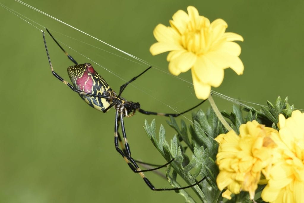 Spider Silk Is Stronger Than You Think—Here’s What It Can Do - A-Z Animals