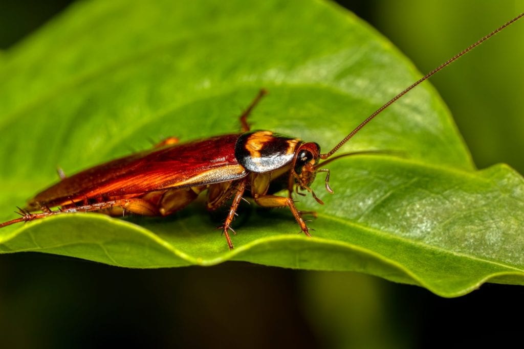 Why Cockroaches Are the Real Environmental Heroes - A-Z Animals
