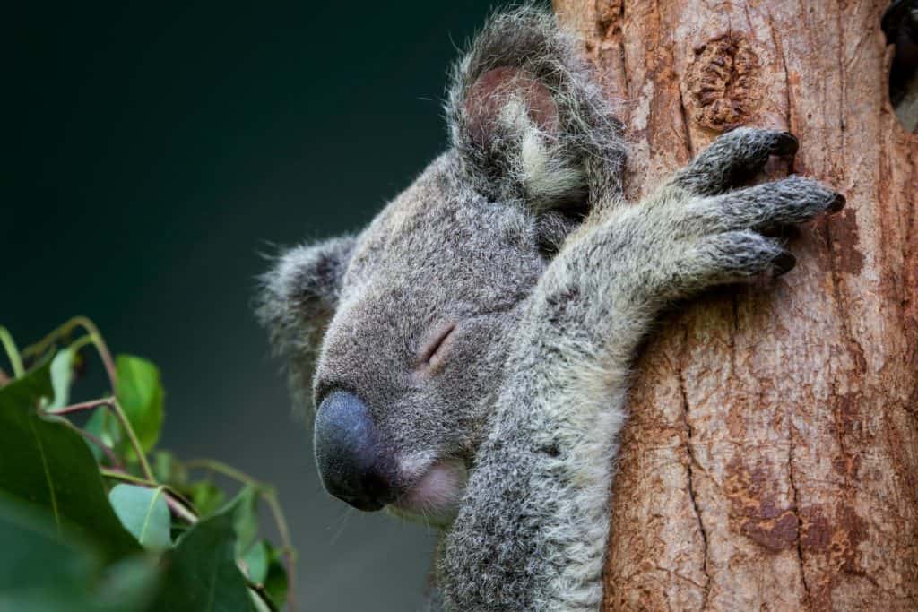 Uncovering the Secrets of Koalas: Facts You’ve Likely Never Heard - A-Z ...
