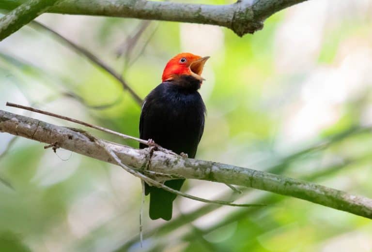 The Bird That Moonwalks Better Than Michael Jackson - A-Z Animals