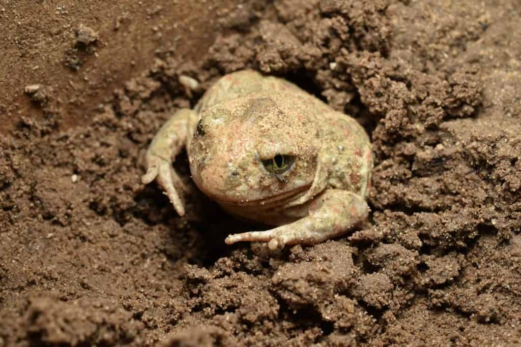 Why Toads Dig into the Dirt and What It Means for Their Survival - A-Z ...