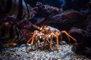 The Lobster Never Stops Growing, Plus More Astonishing Facts - A-Z Animals