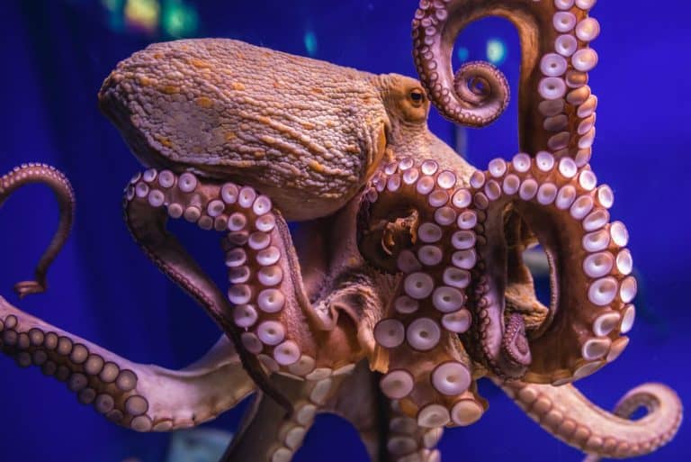 5 Incredible Octopus Traits That Prove They’re Nature’s Geniuses - A-Z ...