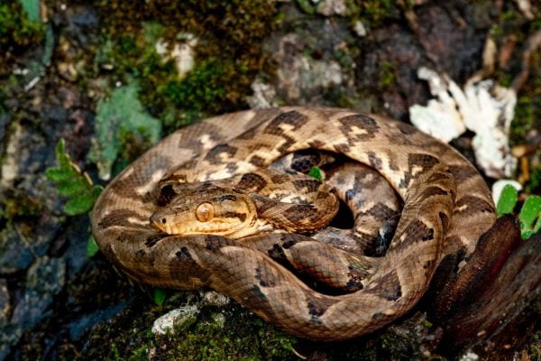 The Four Unique Methods of Snake Movement: A Deep Dive - A-Z Animals