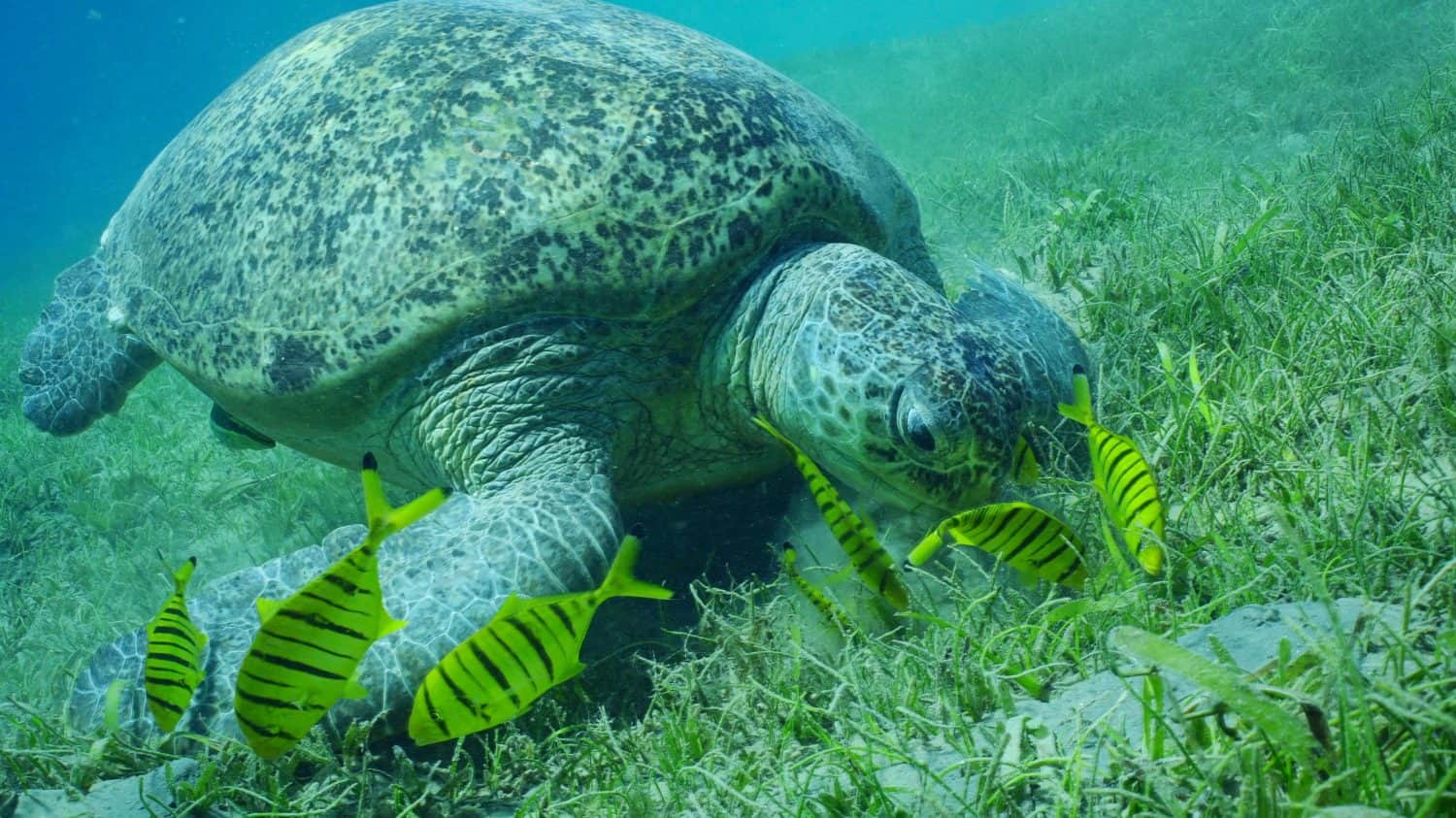 Why Hawaii’s Most Iconic Animal Never Earned a State Title - A-Z Animals