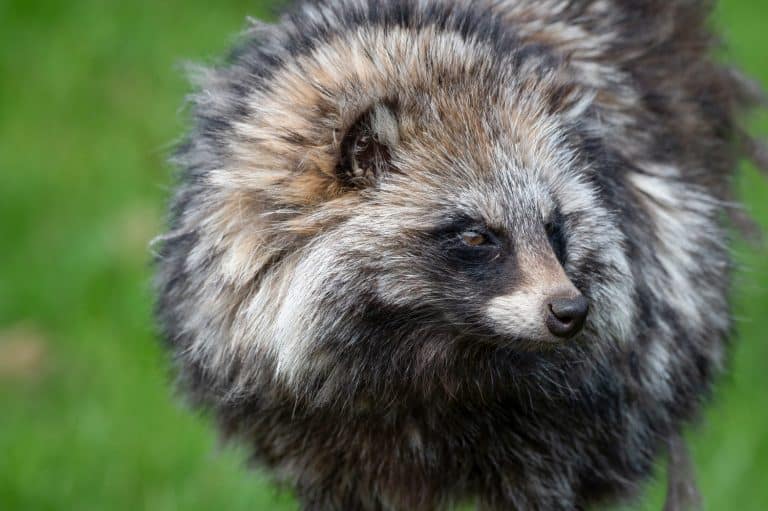 Search for your Favorite Animals! - A-Z Animals