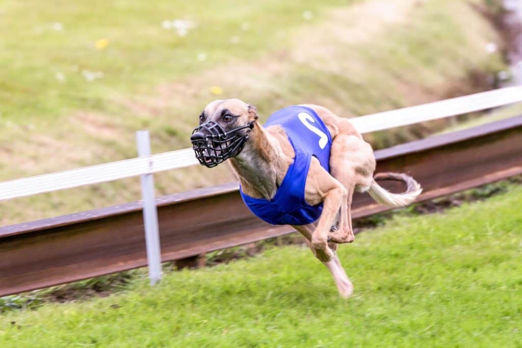 Is This the Fastest Dog Alive? - A-Z Animals