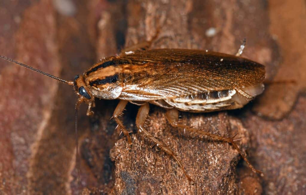Why Cockroaches Are the Real Environmental Heroes - A-Z Animals
