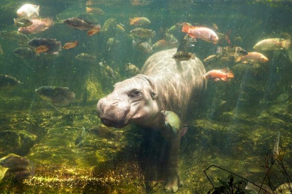 Hippos Get a Natural Spa Treatment From Helpful Barbel Fish - A-Z Animals