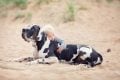 6 Reasons Great Danes Are Wonderful Guard Dogs - A-Z Animals