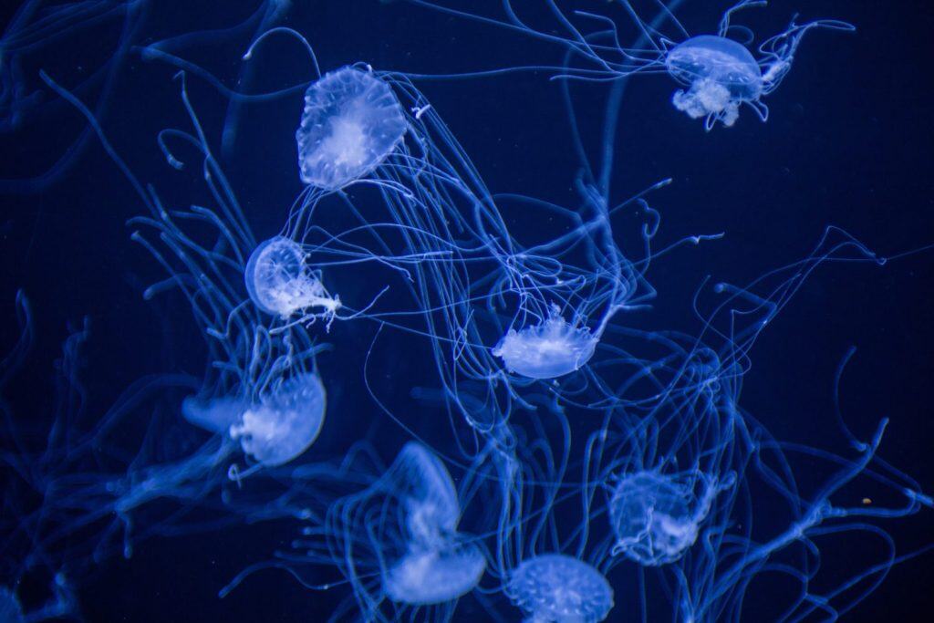 Even Brainless Jellyfish Sleep—and It May Explain Why You Need Rest Too ...