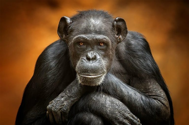 Fighting Chimpanzee Wields Stick Like a Weapon - A-Z Animals