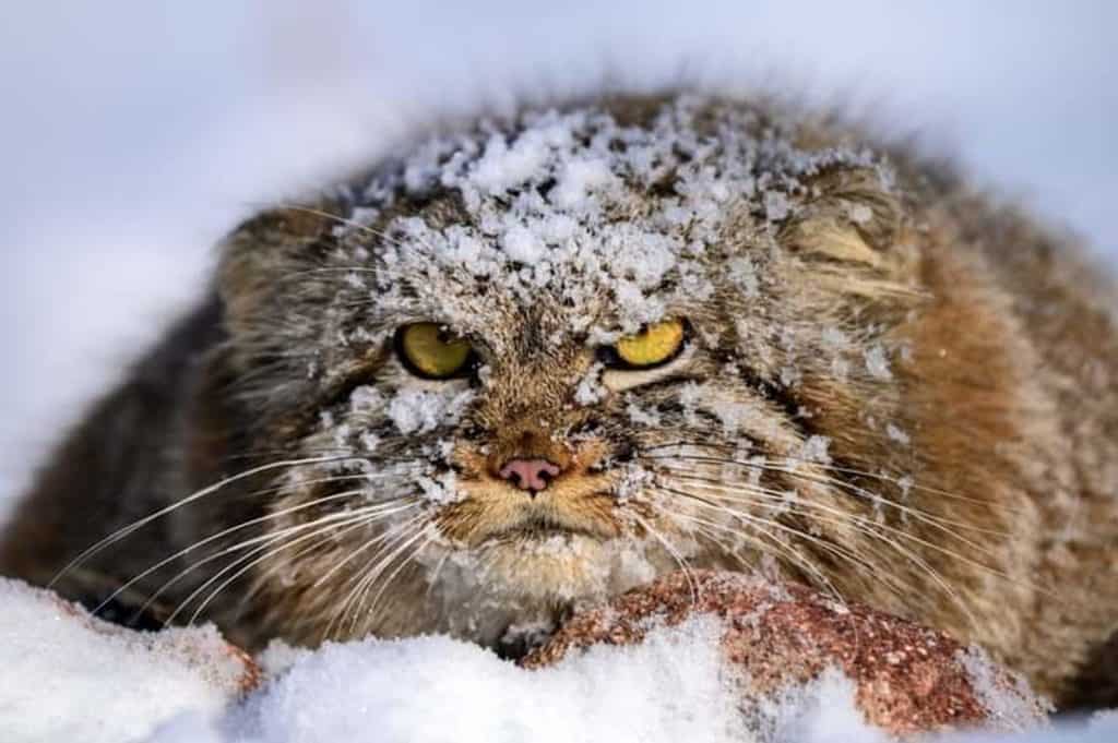 Pallas’ Cat Animal Facts - Octocolobus manul - A-Z Animals