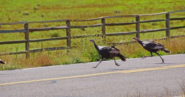 10 Surprising Turkey Facts You Didn't Know (But Should) - A-Z Animals