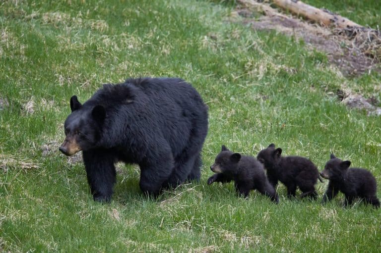 This Mother Bear Nursing Four Cubs on a Mountain Road Is Adorable, But ...