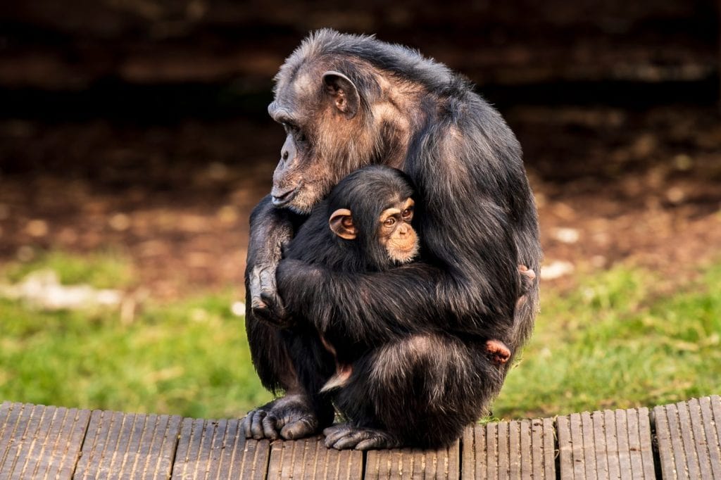 Animals That Mourn the Dead and Hold Grieving Rituals - A-Z Animals