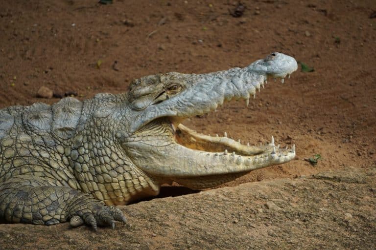 Discover 15 Different Animals That Can, and Have Eaten Humans - A-Z Animals