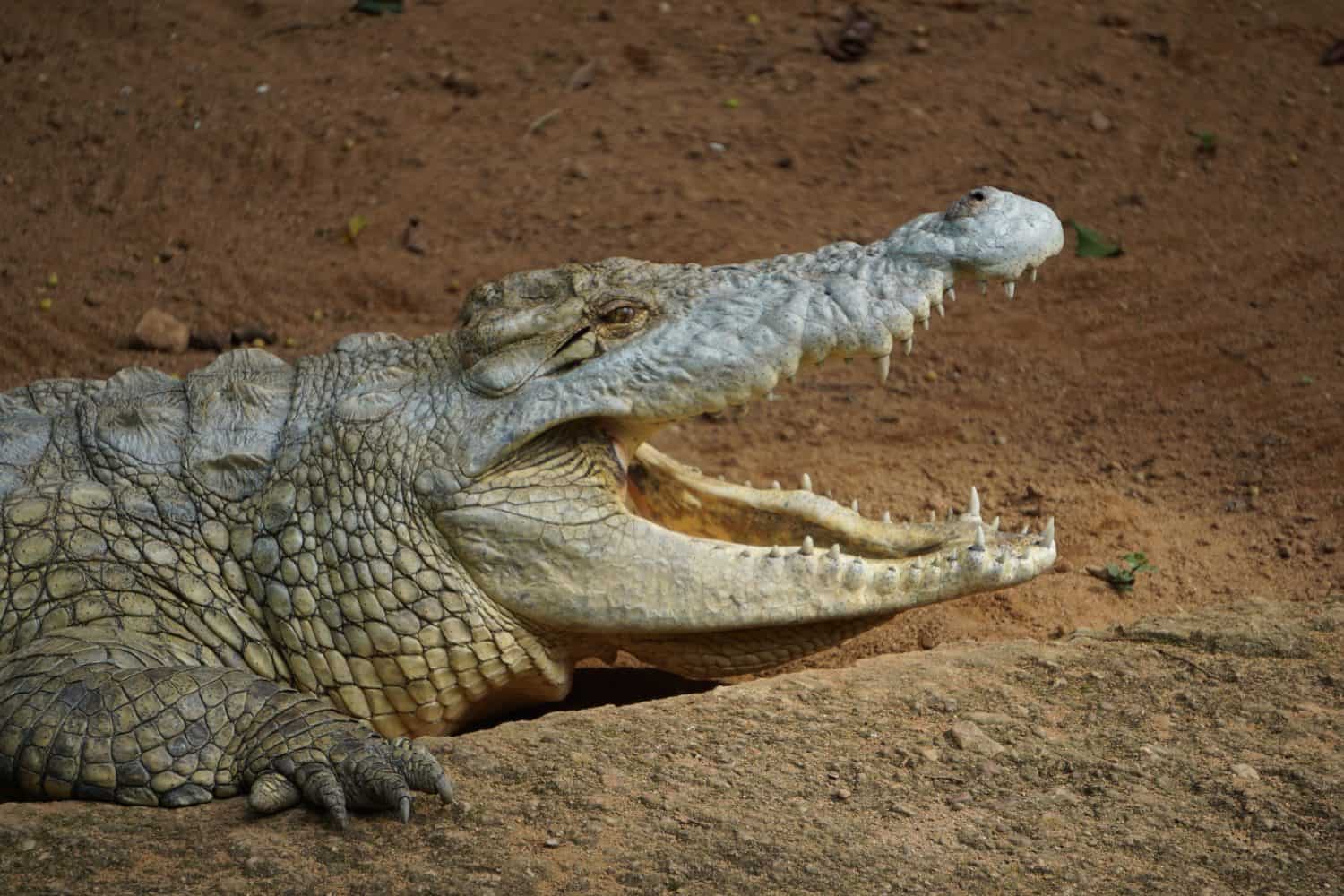 These Deadly Cats Have the Highest Kill Rates - A-Z Animals Slideshows