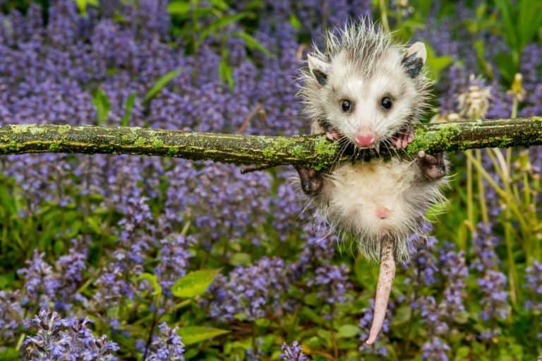 Animals That Give Birth to Large Litters (and How Mothers Cope) - A-Z ...