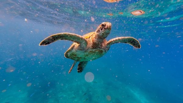 10 Incredible Sea Turtle Facts to Celebrate World Sea Turtle Day - A-Z ...