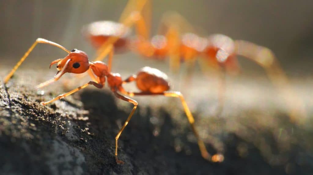 Easy Methods for Getting Rid of Ants Outside Naturally - A-Z Animals