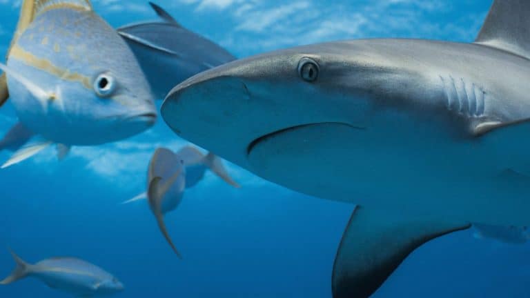 Here's Where You're Most Likely to Get Attacked by a Shark - A-Z Animals
