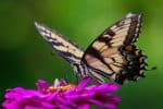 Why Are Pollinators Disappearing? 12 Major Threats Explained - A-Z Animals