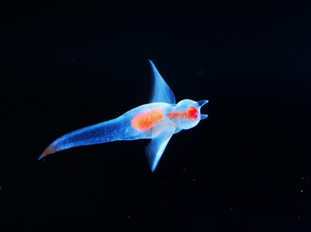 The Weirdest Looking Sea Creatures Found in the Deep Ocean - A-Z Animals