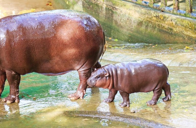 See the Cutest Baby Hippo You've Ever Seen Take an Adorable Swim - A-Z ...