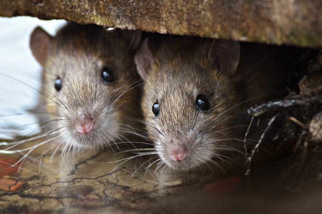 Animals That Mourn the Dead and Hold Grieving Rituals - A-Z Animals