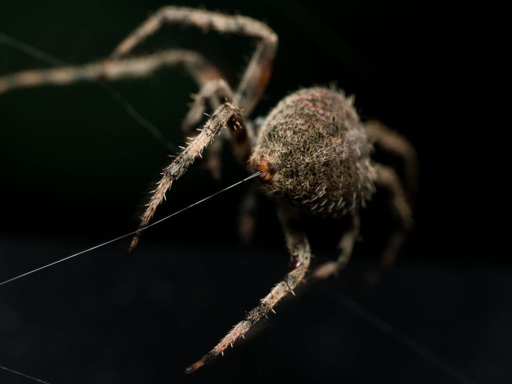 Spider Silk Is Stronger Than You Think—Here’s What It Can Do - A-Z Animals
