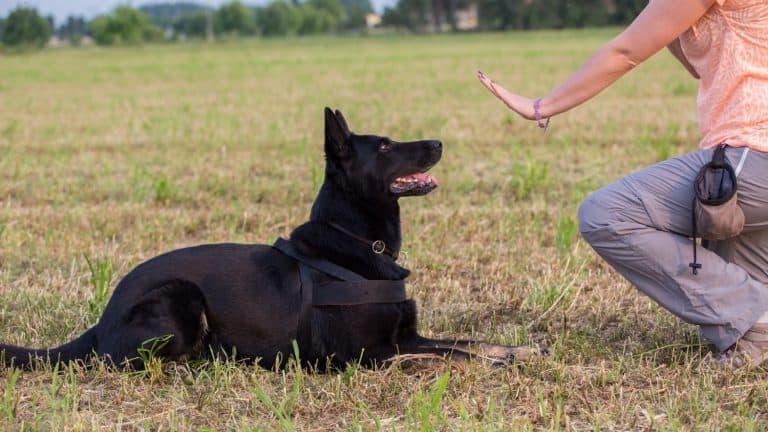 10 Animal-Related Careers That Don't Require a Doctorate - A-Z Animals