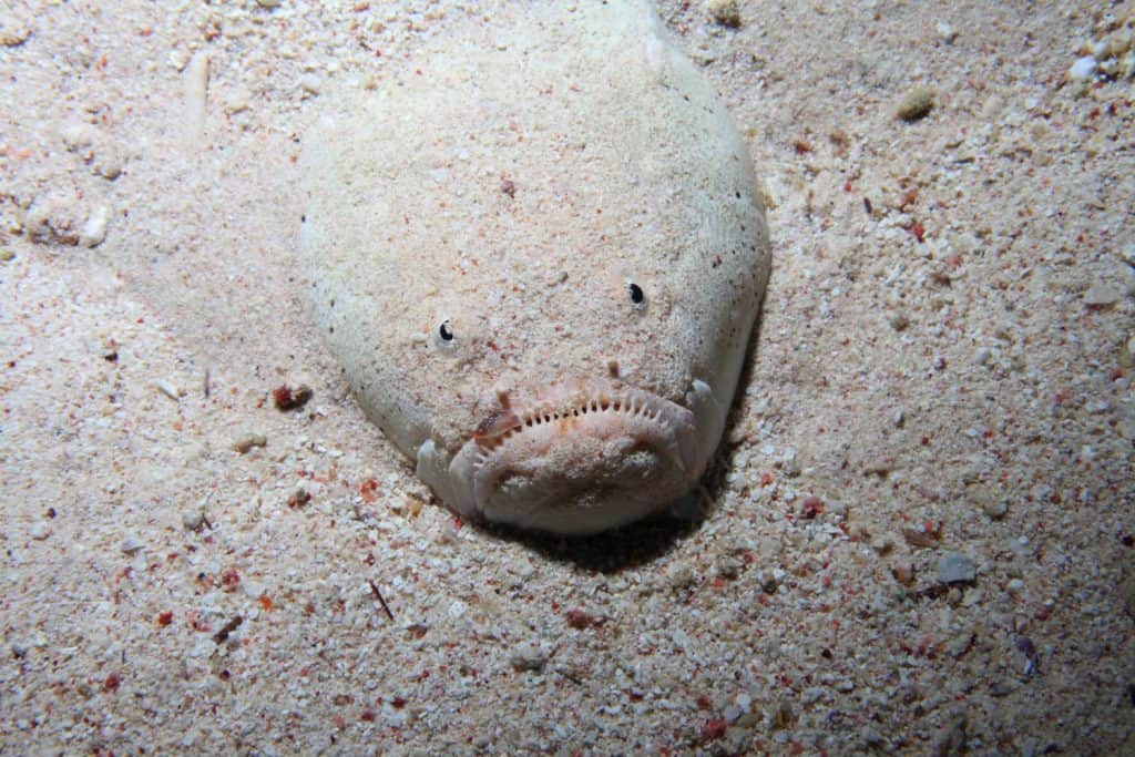 Stargazer Fish Disappears Into the Sand—Then Strikes - A-Z Animals