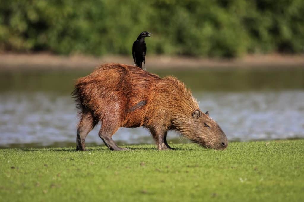 The Curious Reason Capybaras Hitch Rides on Crocodiles - A-Z Animals