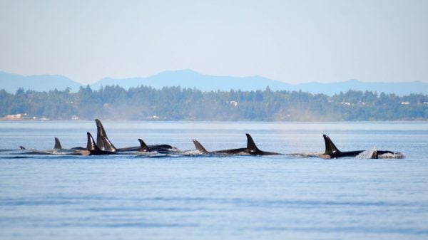 Welcome the Newest Baby Orca Spotted in Puget Sound - A-Z Animals