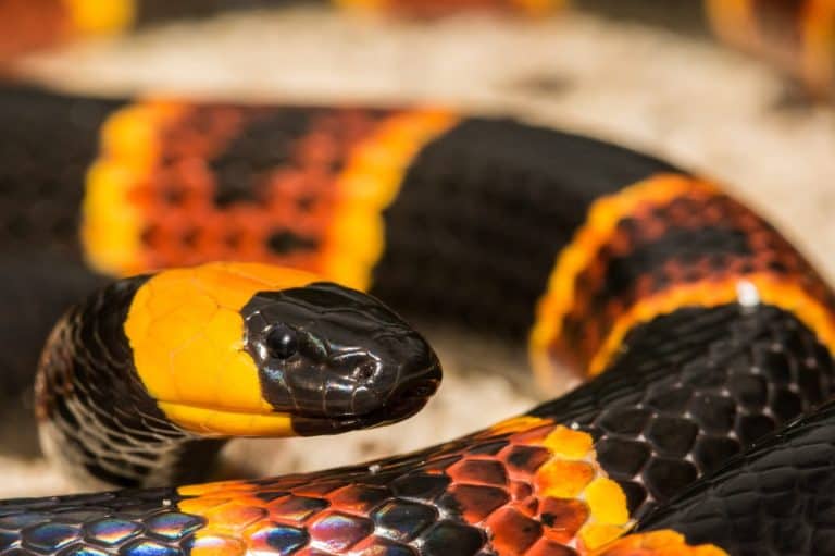 This Electric Blue Snake’s Venom Could Become a Medical Breakthrough ...