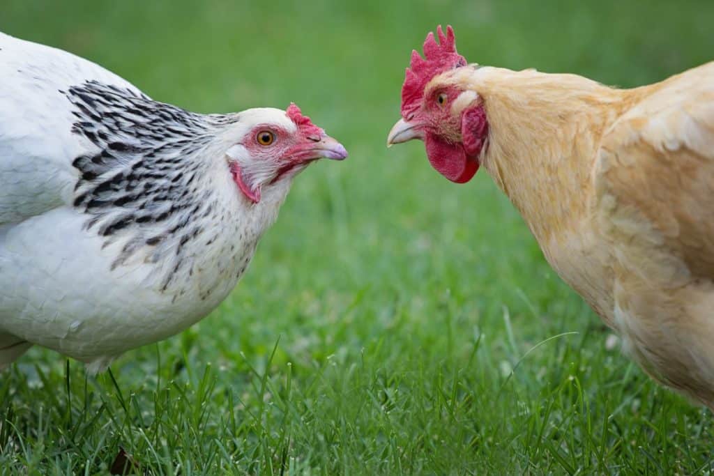 Chickens Make Great Pets—Here’s Why - A-Z Animals