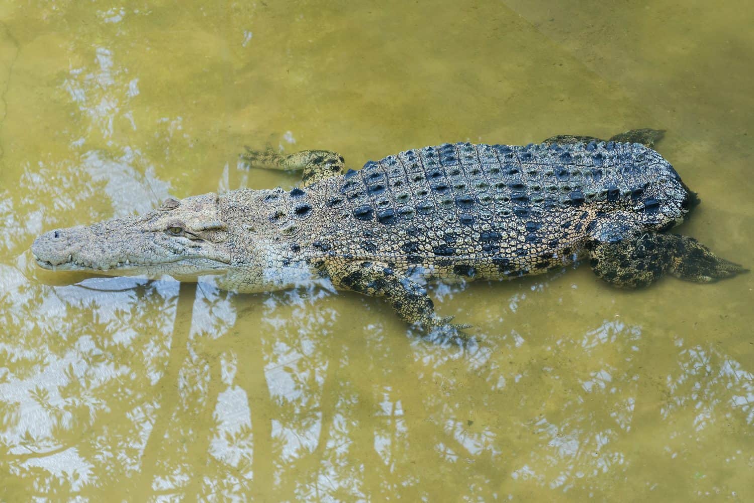 This Crocodile Was Born Without a Tail—and It’s Thriving - A-Z Animals