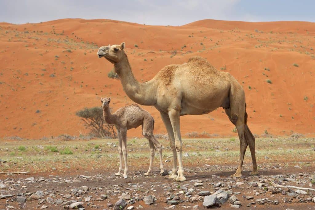 Why Baby Camels Are Born Without Humps - A-Z Animals