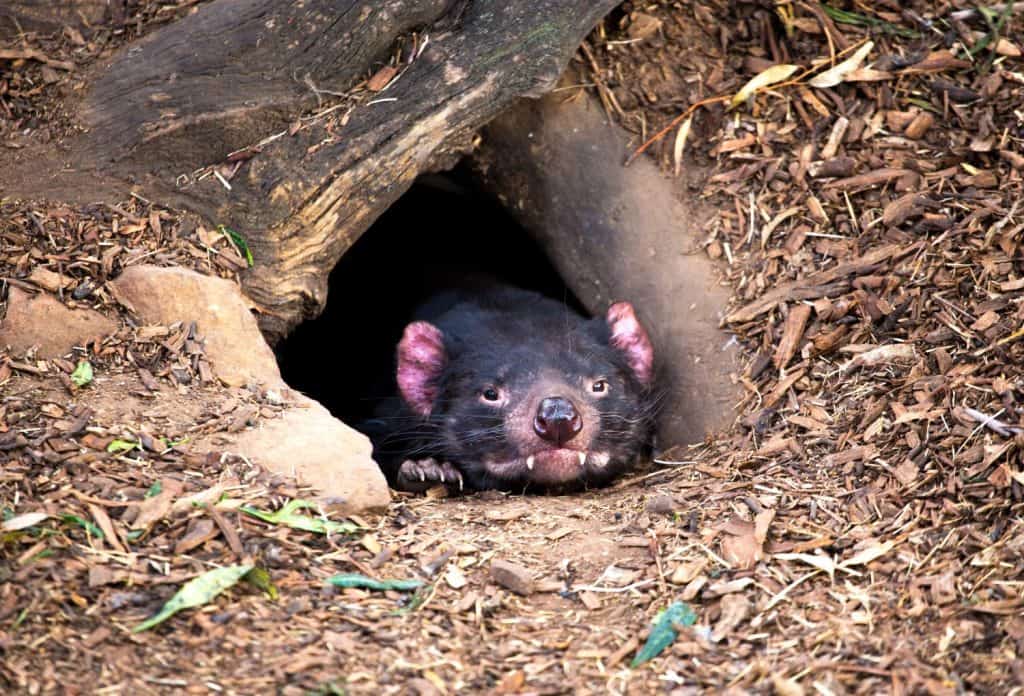 What Do Tasmanian Devils Eat? Inside the Diet of a Top Scavenger