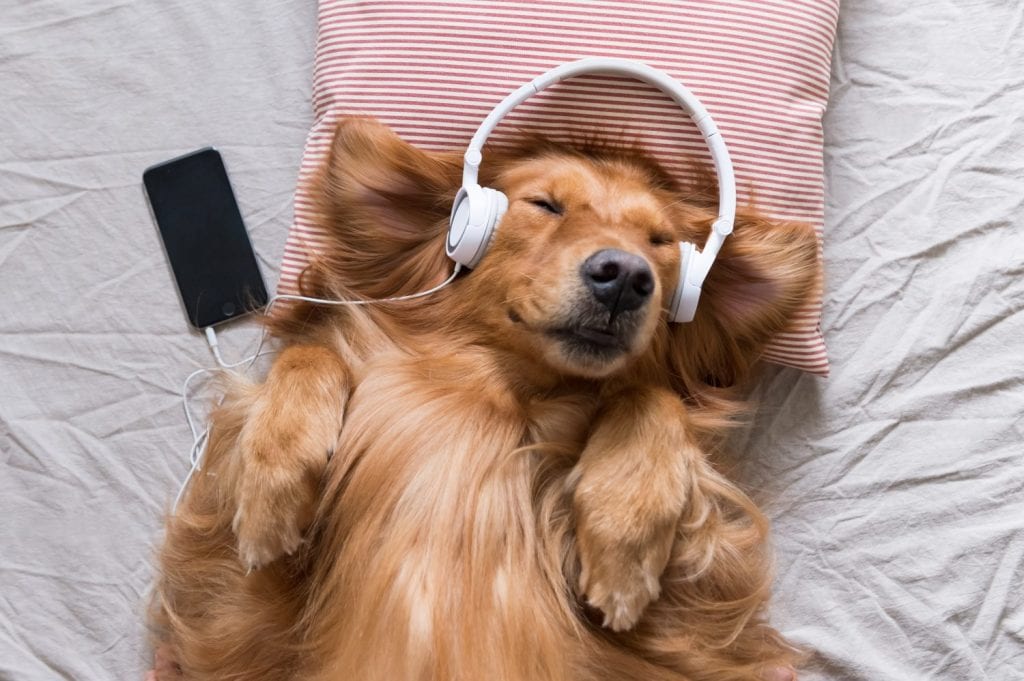 Can Your Pet Actually Enjoy the Music You Play? - A-Z Animals