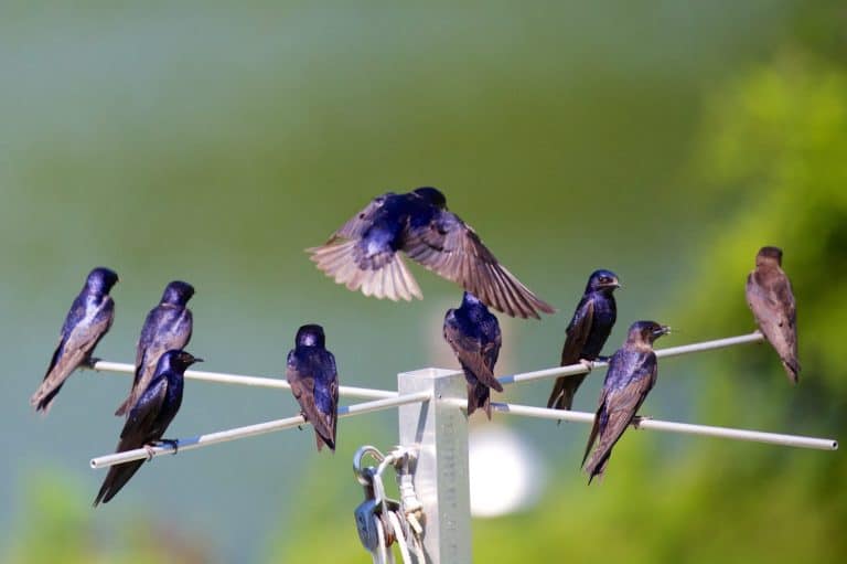 Attract Purple Martins to Your Yard Using These Effective Methods - A-Z ...
