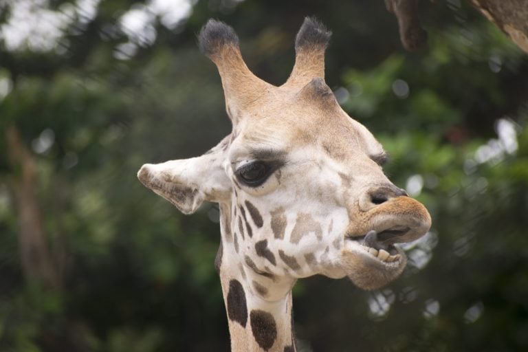 4 Species of Giraffe Explained: How Scientists Rethought the ...