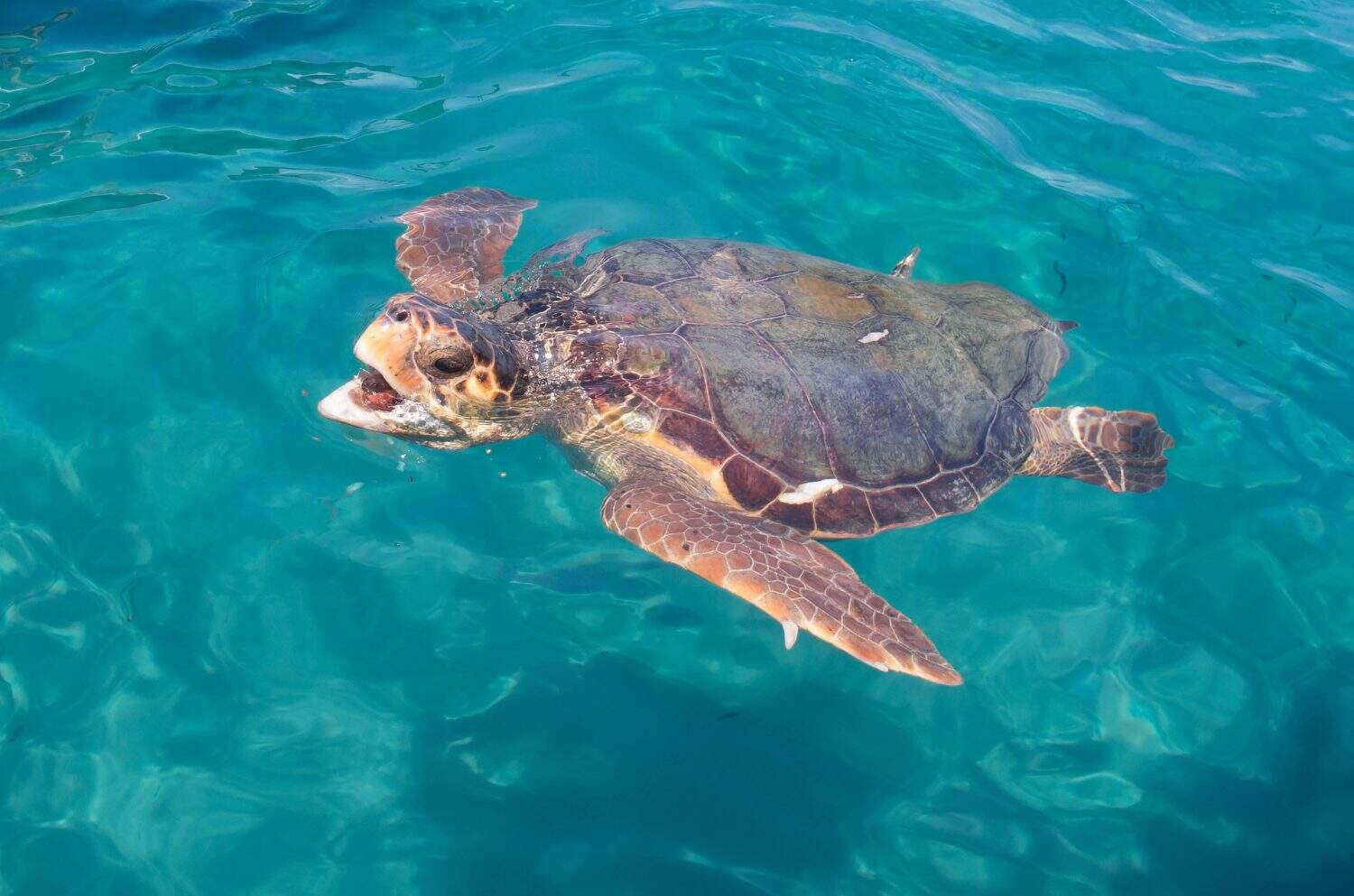 Cloacal Respiration: How Turtles Breathe Through Their Butts - A-Z Animals