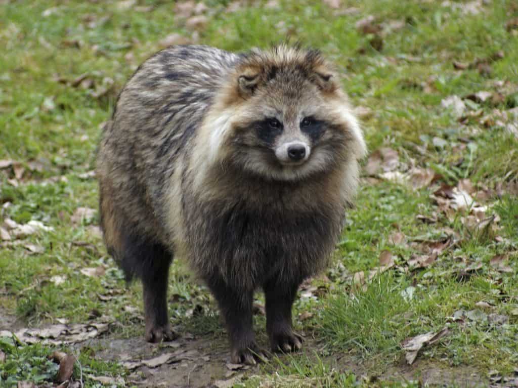Is This Creature a Dog or a Raccoon? - A-Z Animals