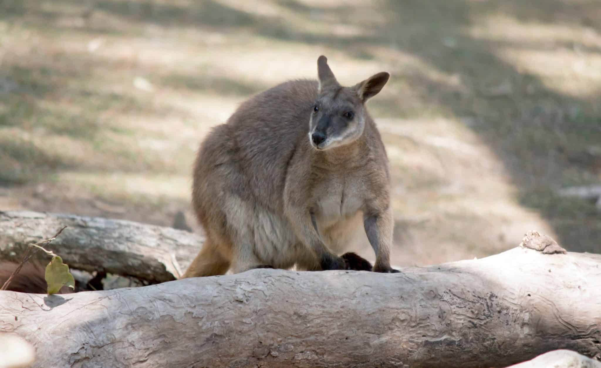 10 Magnificent Animals in Queensland - A-Z Animals Slideshows