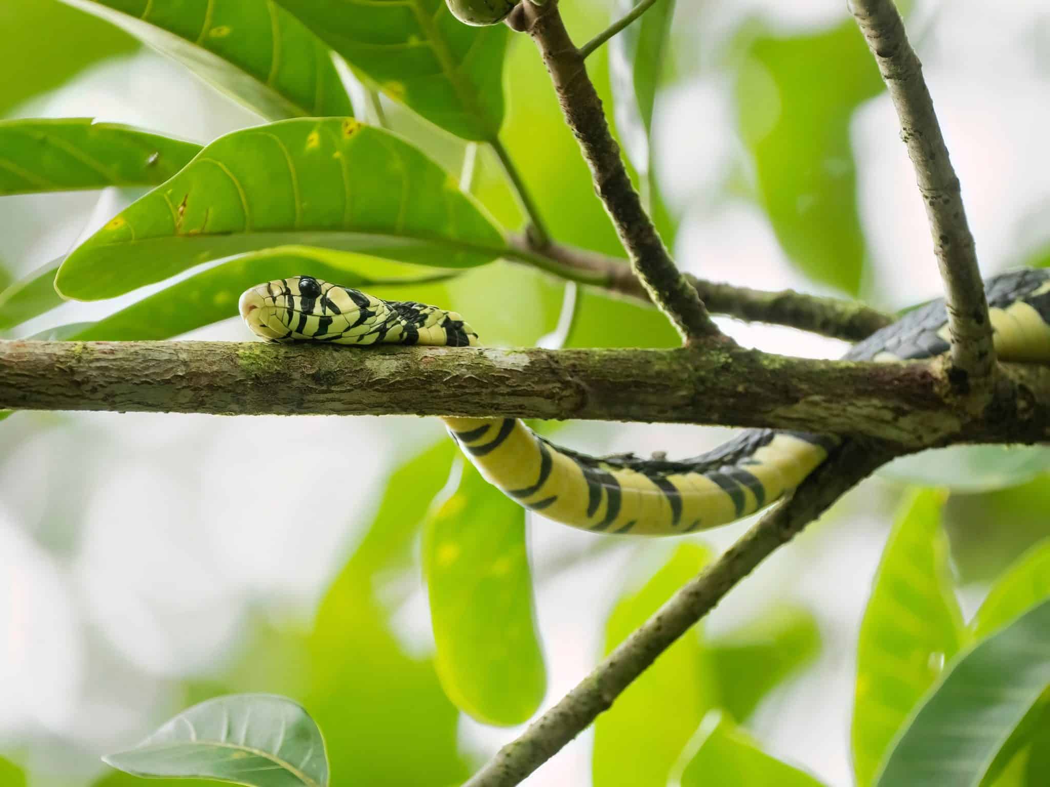 The 10 Largest Snake Species You'll Find in South America - A-Z Animals