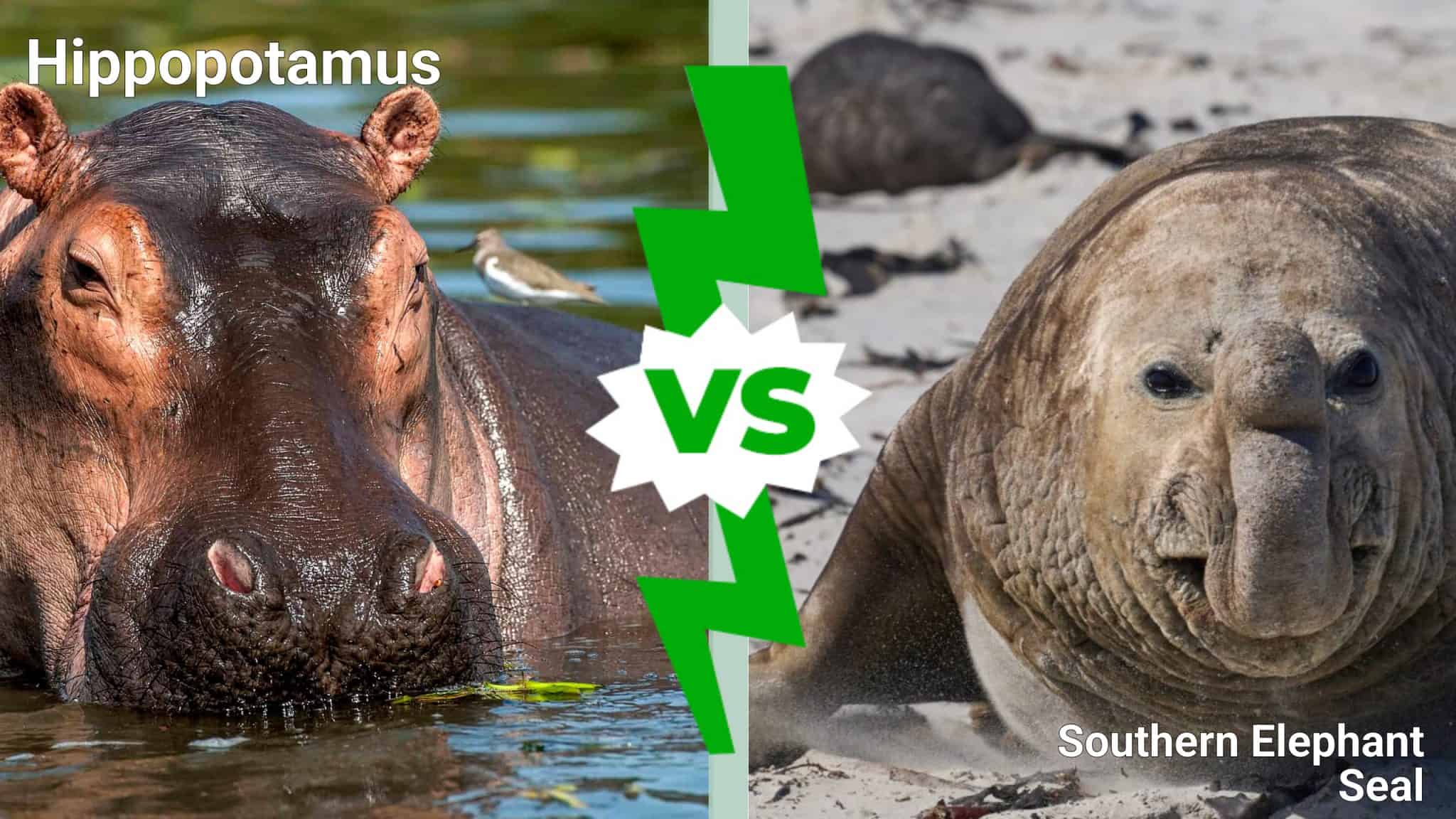 Leopard seals: How big can these creatures get? - A-Z Animals