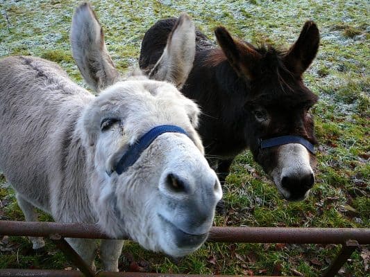 10 Incredible Donkey Facts That Will Make You Love This Hardworking ...