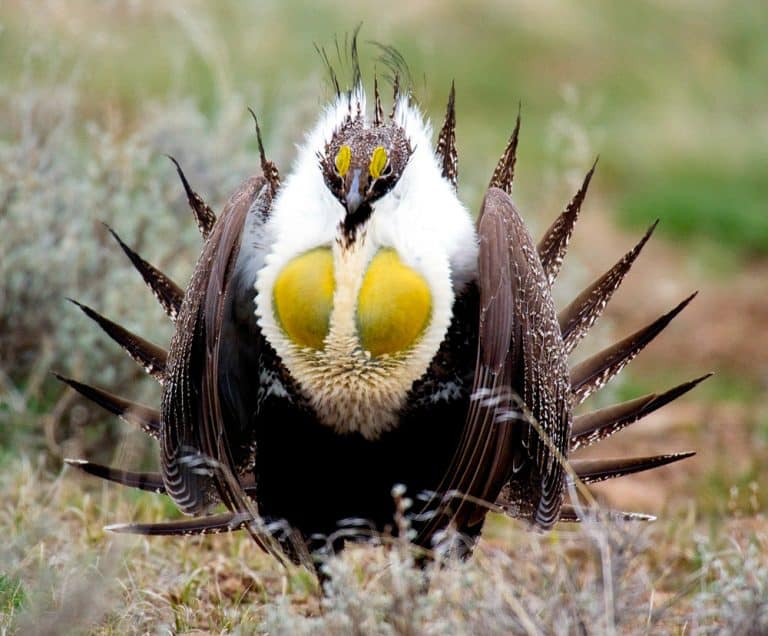 Inside Audubon’s Fight to Reverse a 3-Billion-Bird Decline - A-Z Animals